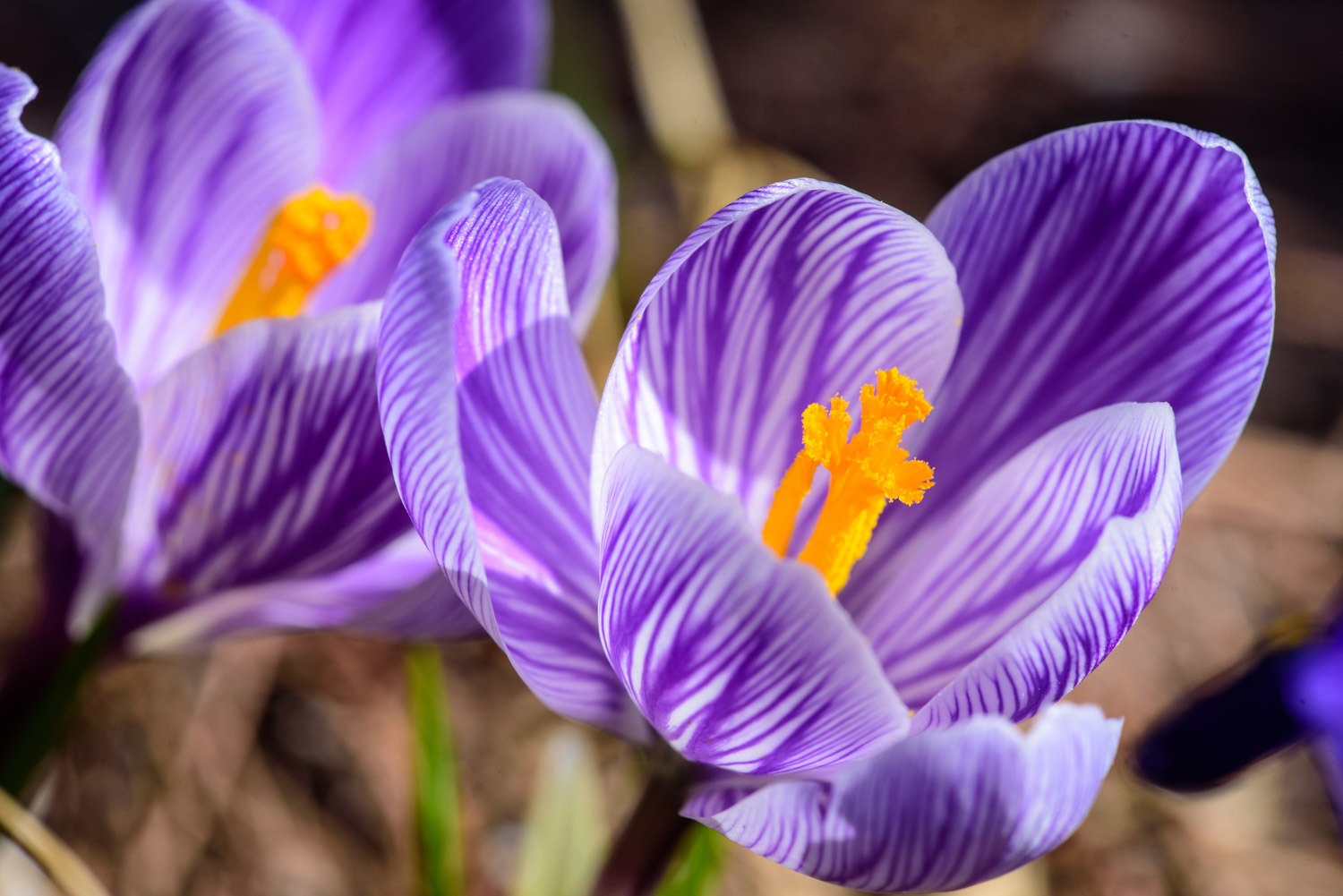 Signs of spring coming to Osoyoos - TimesChronicle.ca