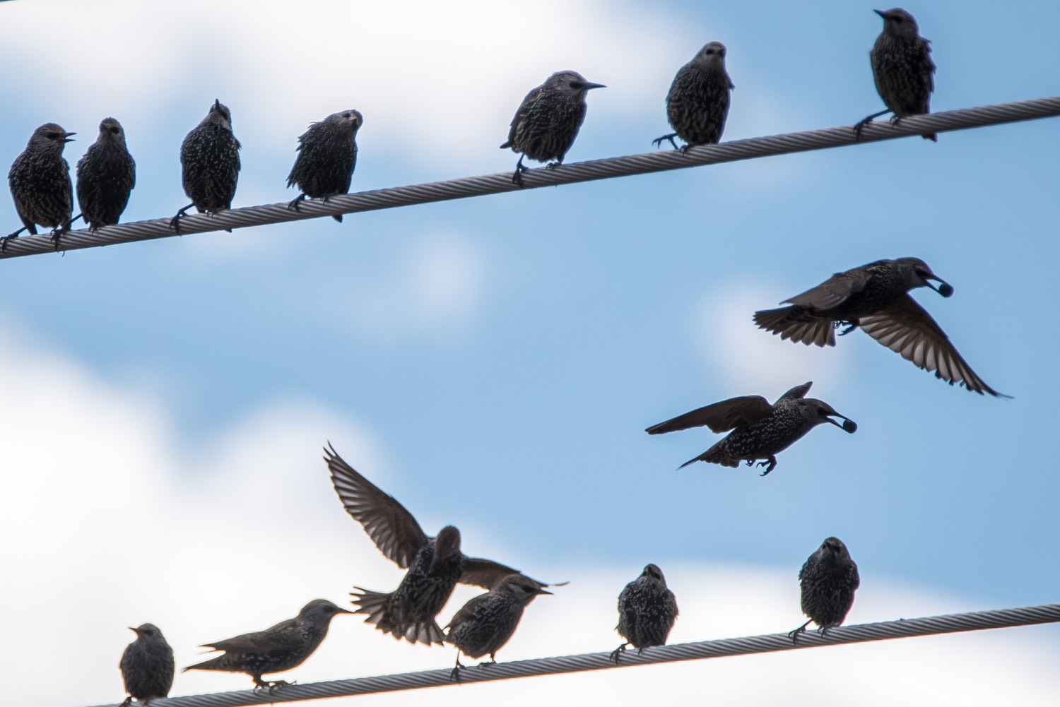 Trapping continues for invasive starlings - TimesChronicle.ca