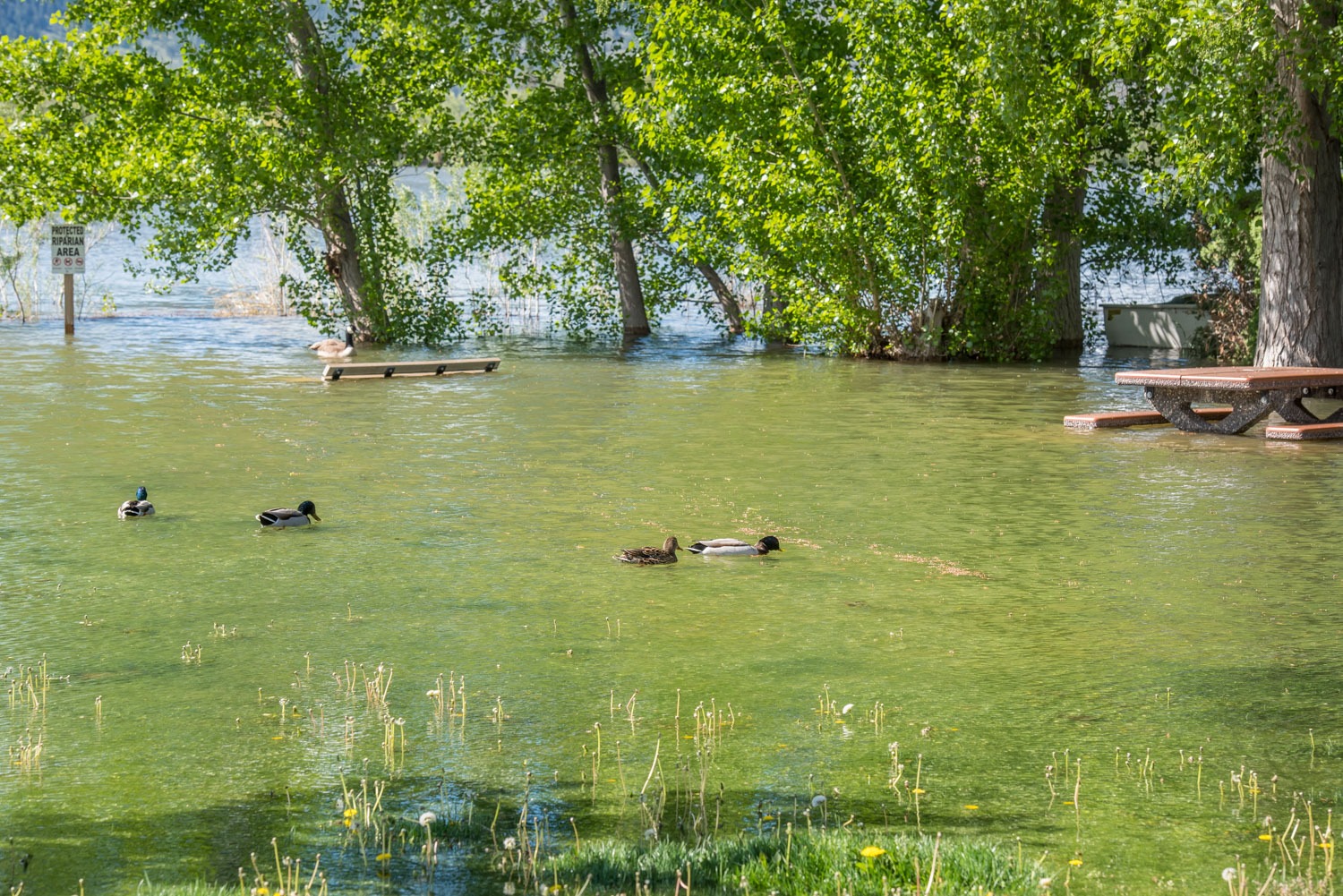 UPDATE: Lake, river levels fall as threatened rise fails to materialize ...