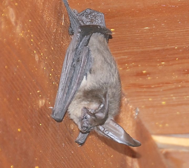 Volunteers needed to count bats for annual census - TimesChronicle.ca