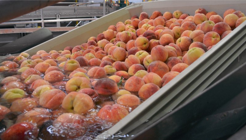 New fruit packing line unveiled in Oliver - TimesChronicle.ca