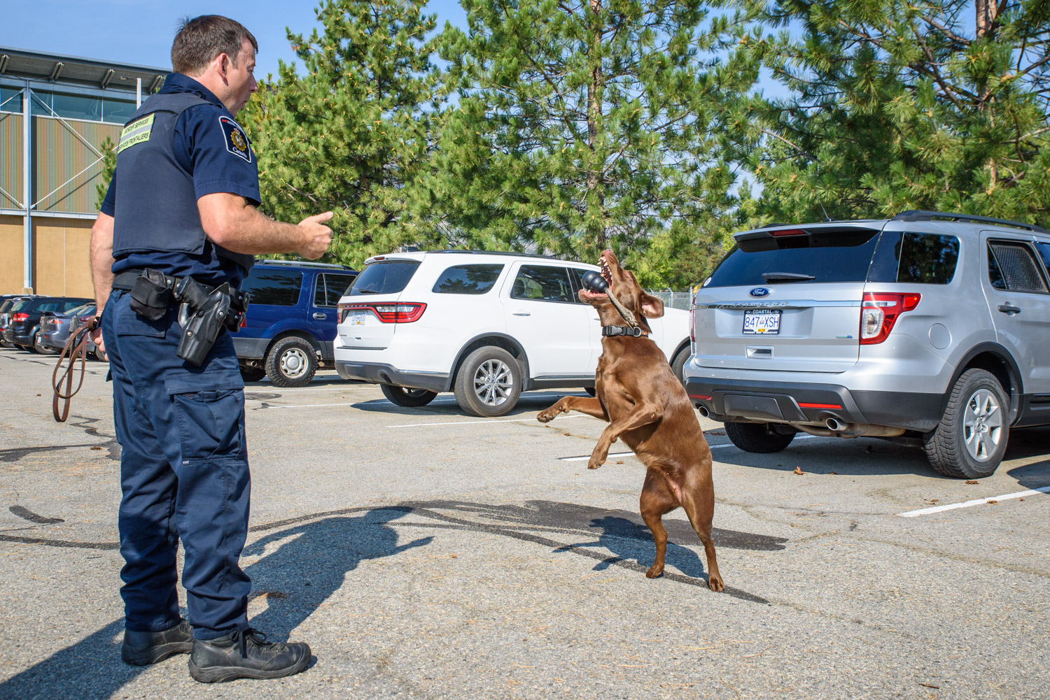 Detector dog assists CBSA in efforts to keep illegal guns out of Canada ...