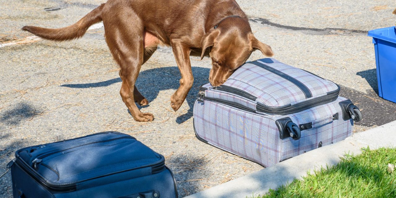 Detector dog assists CBSA in efforts to keep illegal guns out of Canada ...