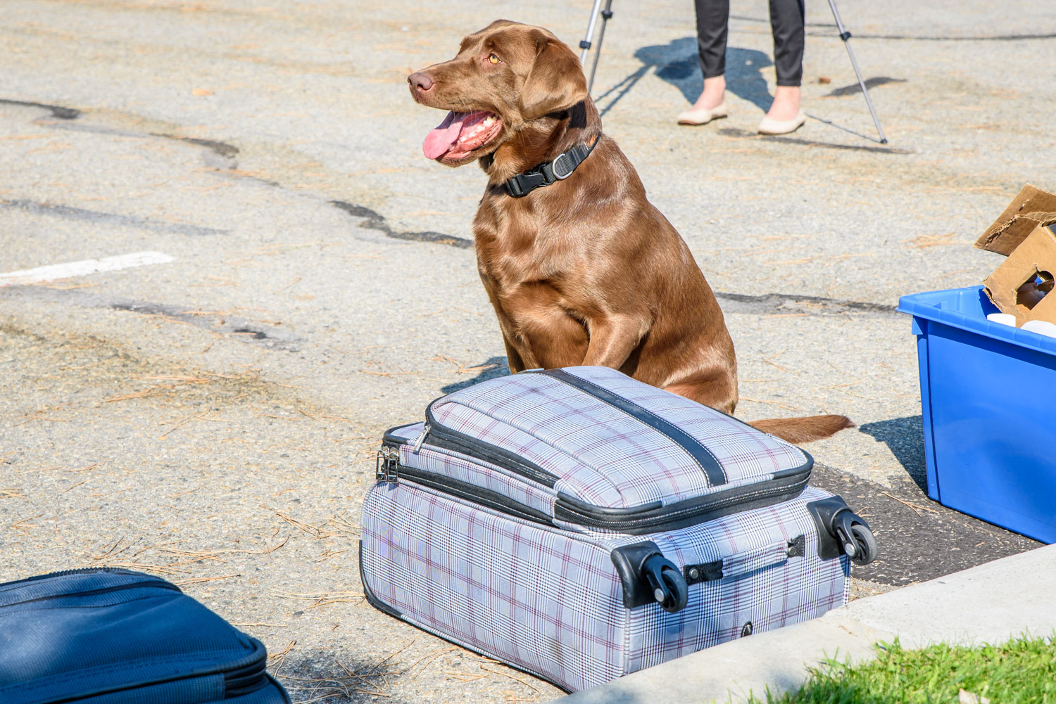 Detector dog assists CBSA in efforts to keep illegal guns out of Canada ...