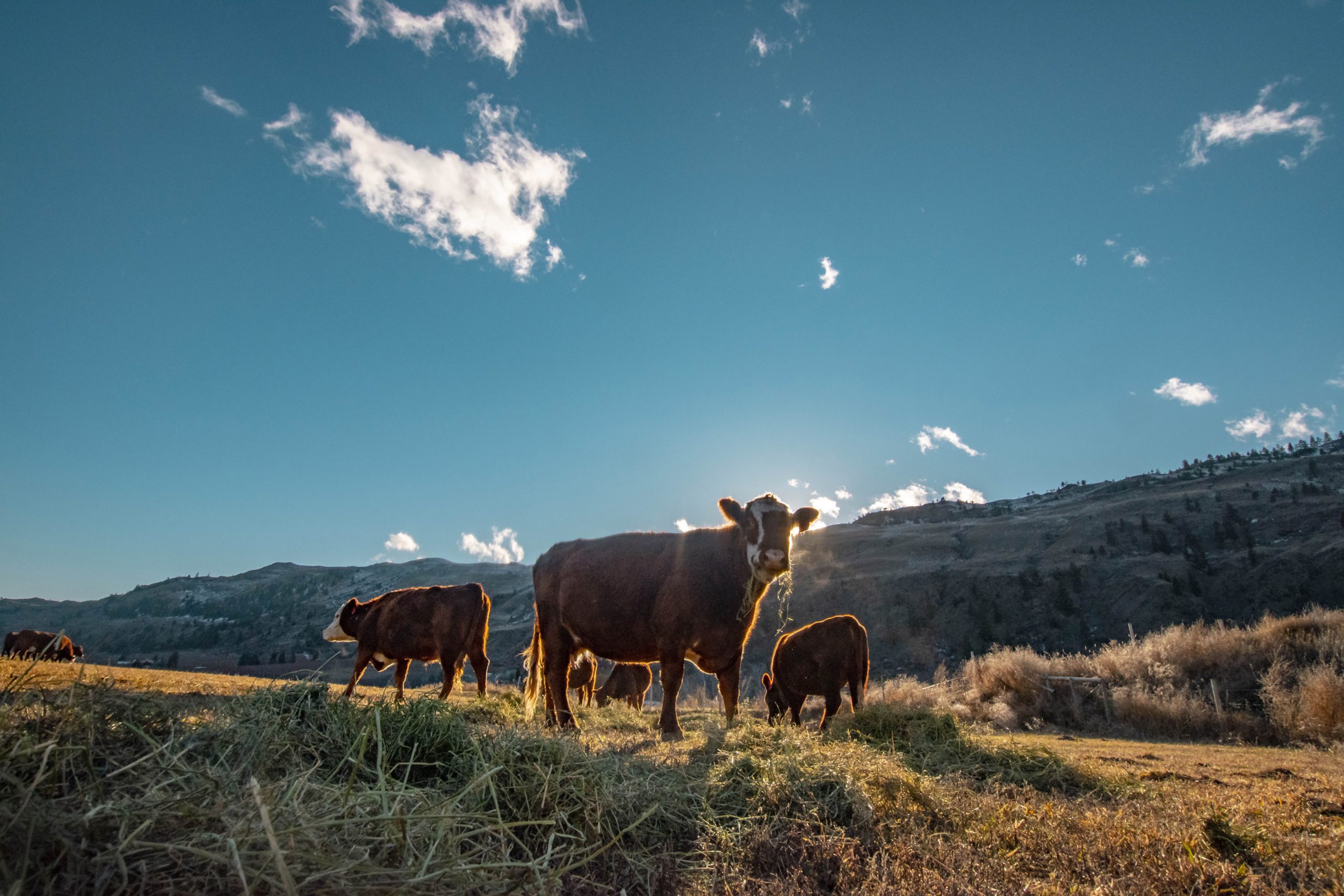 Grazing calf takes suspected bullet - TimesChronicle.ca