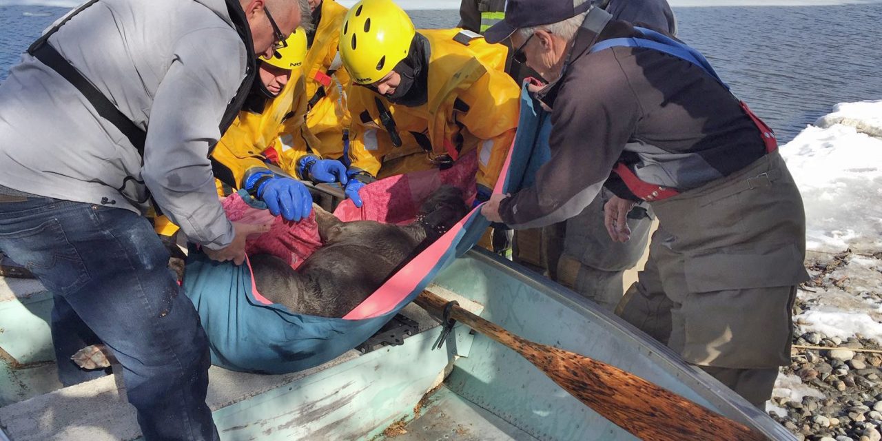 Exhaustive ice rescue mission saves dog on Osoyoos Lake - TimesChronicle.ca