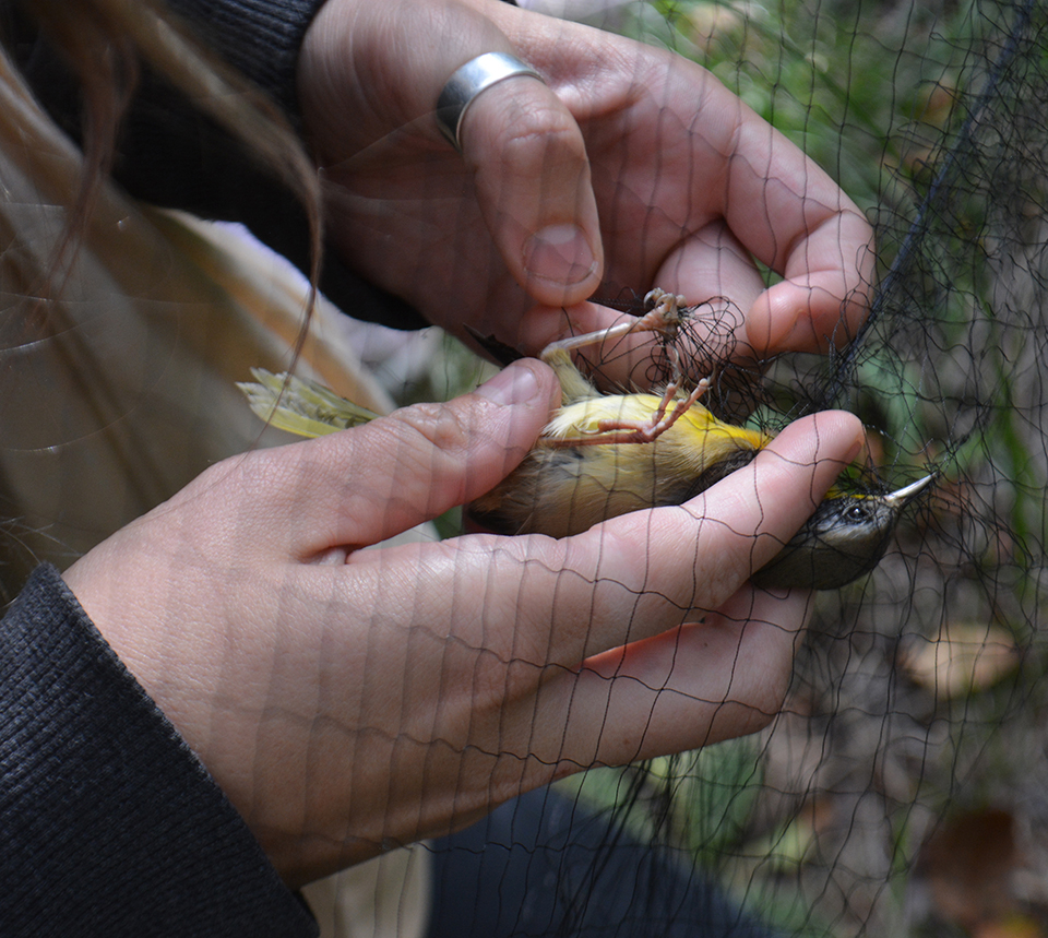 Good year for bird numbers - TimesChronicle.ca