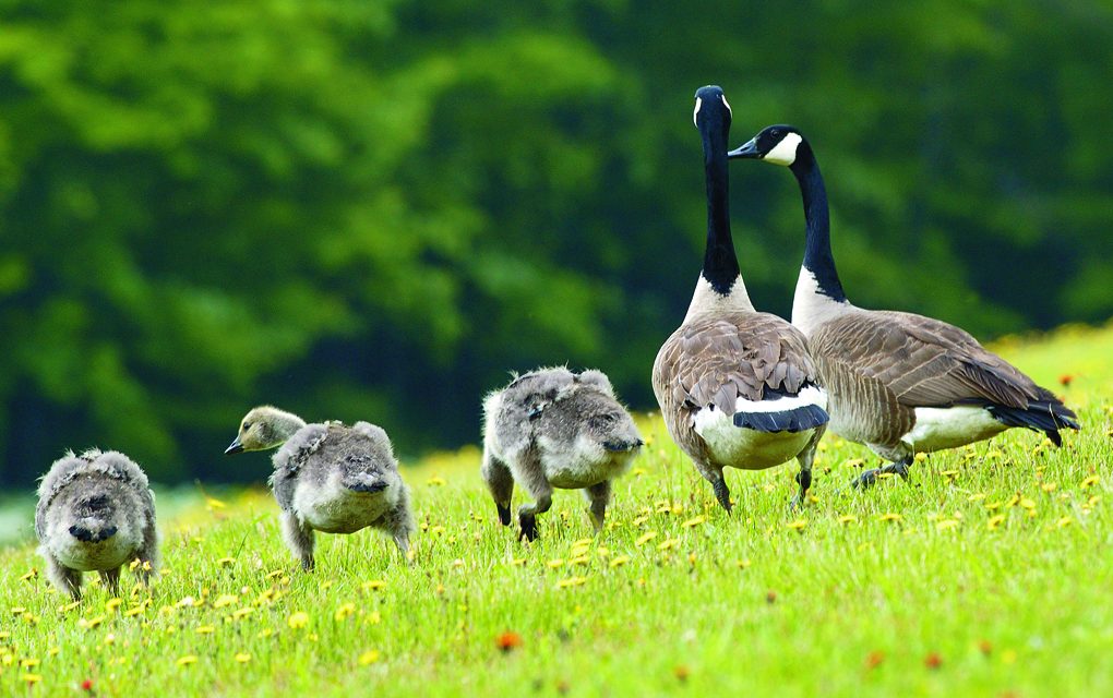 Town continues with goose cull - TimesChronicle.ca