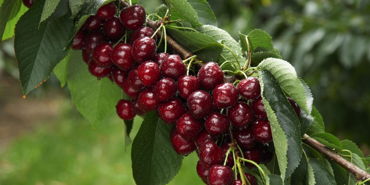 Record cherry volumes expected this season - TimesChronicle.ca