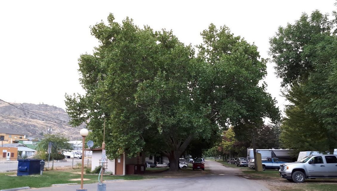 Old RV park gets TLC - TimesChronicle.ca