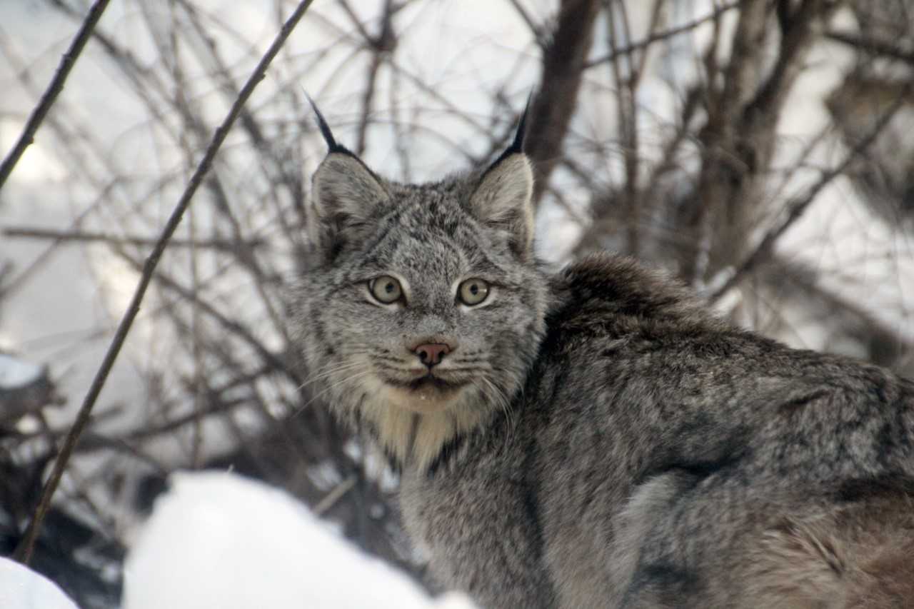 Oliver man wins first place in wildlife photo contest - TimesChronicle.ca