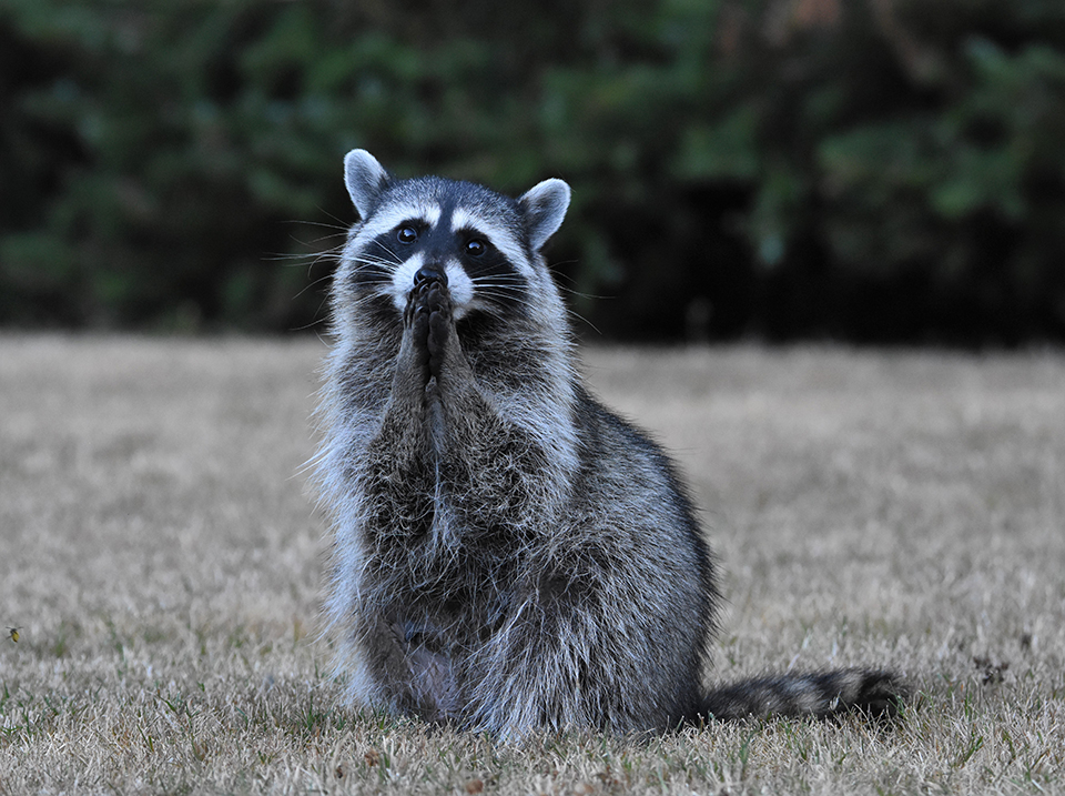 Oliver man wins first place in wildlife photo contest - TimesChronicle.ca