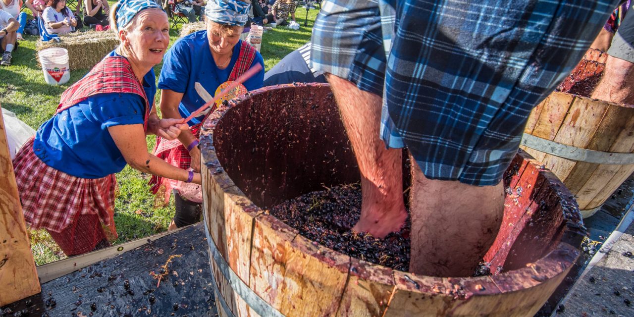 Wine flows as large crowd turns out for Festival of the Grape ...