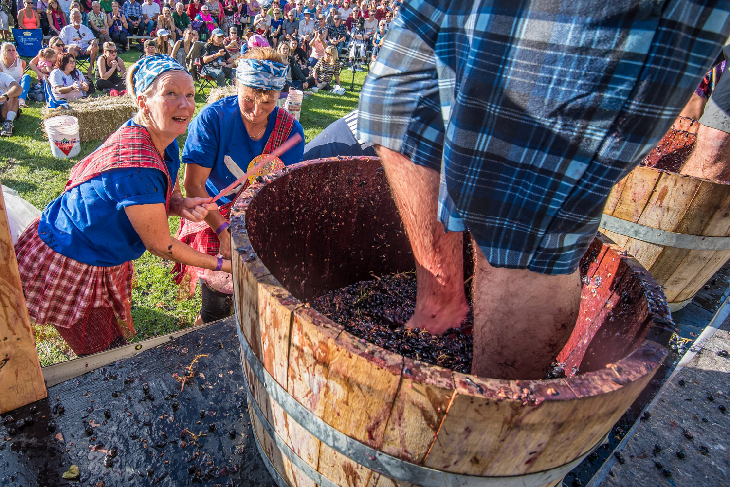 Wine flows as large crowd turns out for Festival of the Grape - TimesChronicle.ca