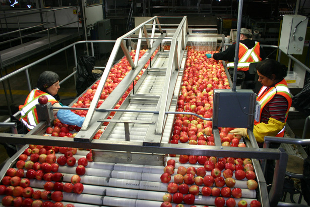 Fewer apples processed - TimesChronicle.ca