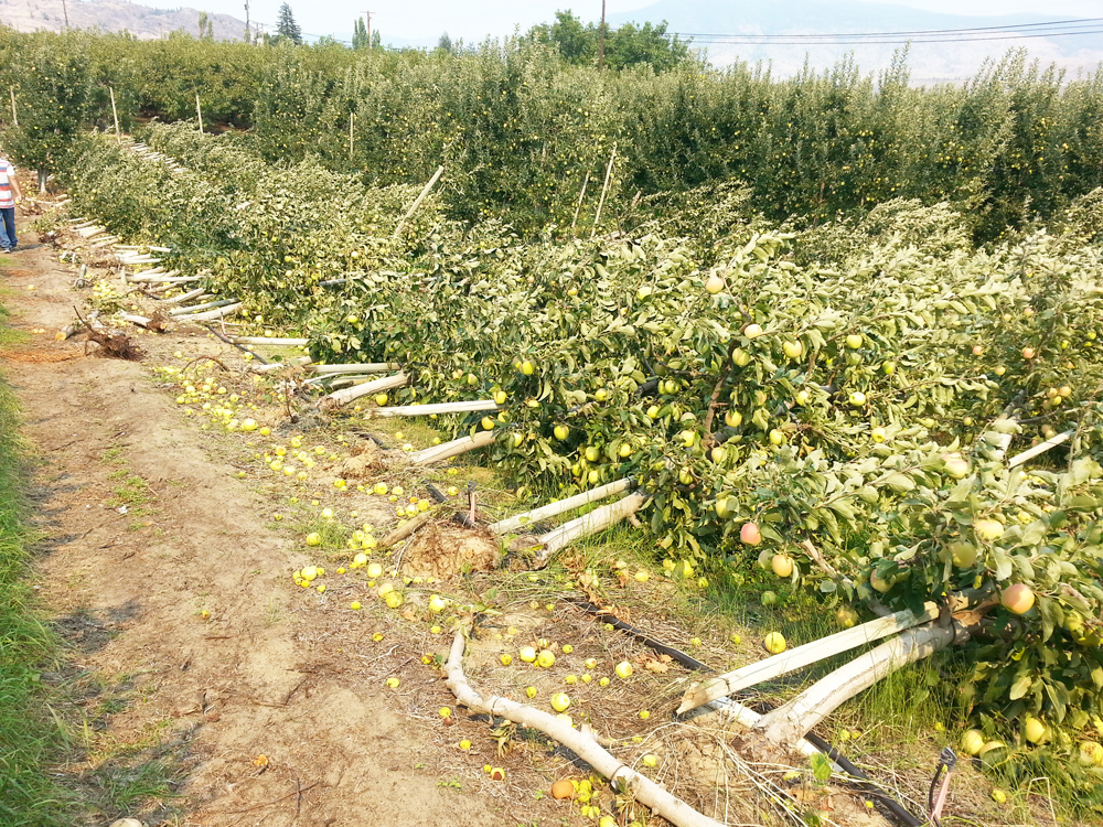 Apple growers suffer damage - TimesChronicle.ca