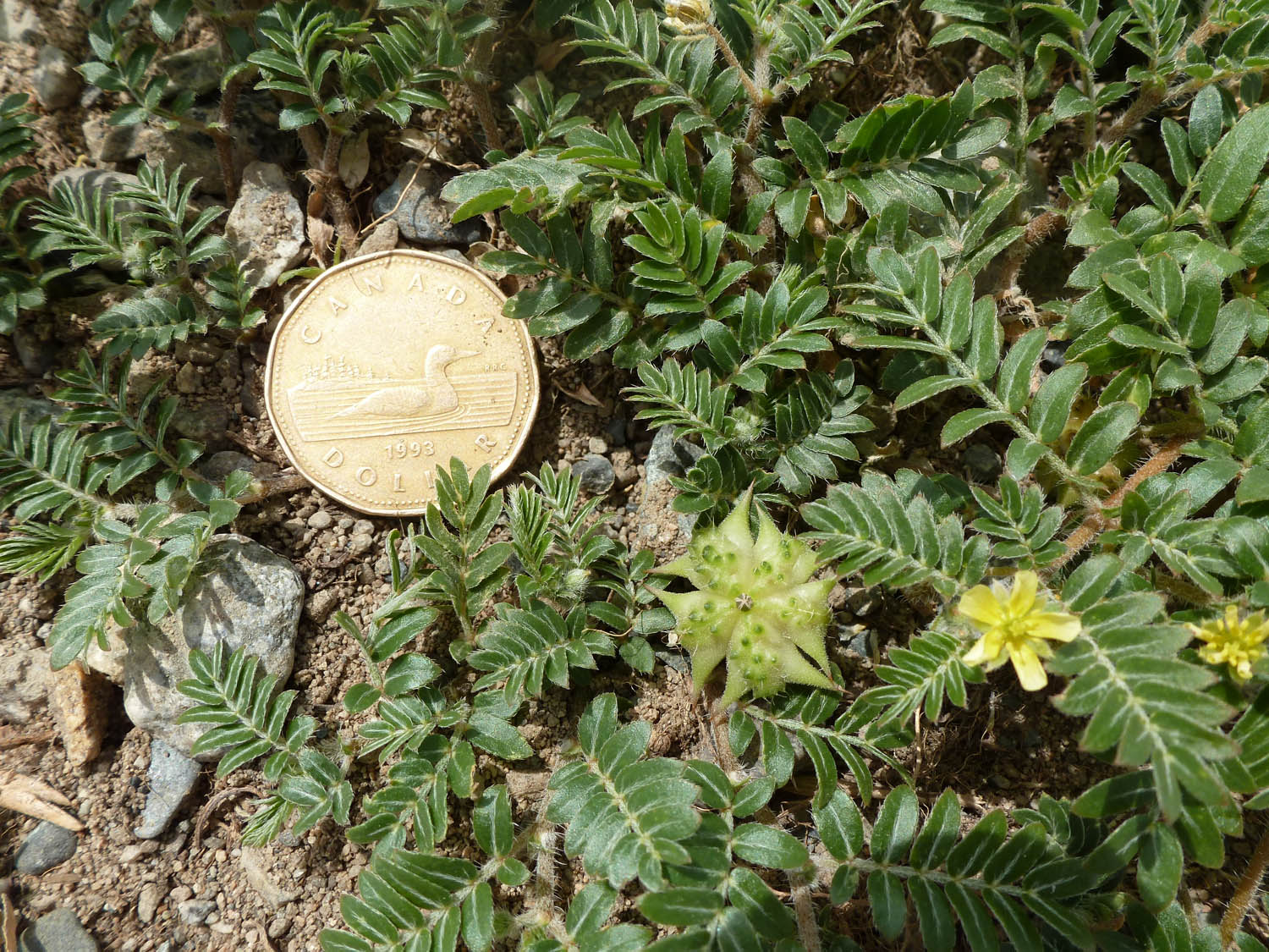 Puncturevine continues to wreak havoc and cause many problems in and ...