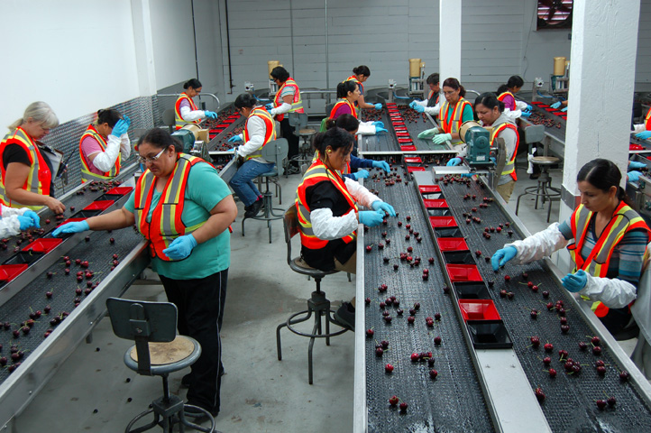 Oliver plant sees upgrade to cherry sorting line - TimesChronicle.ca