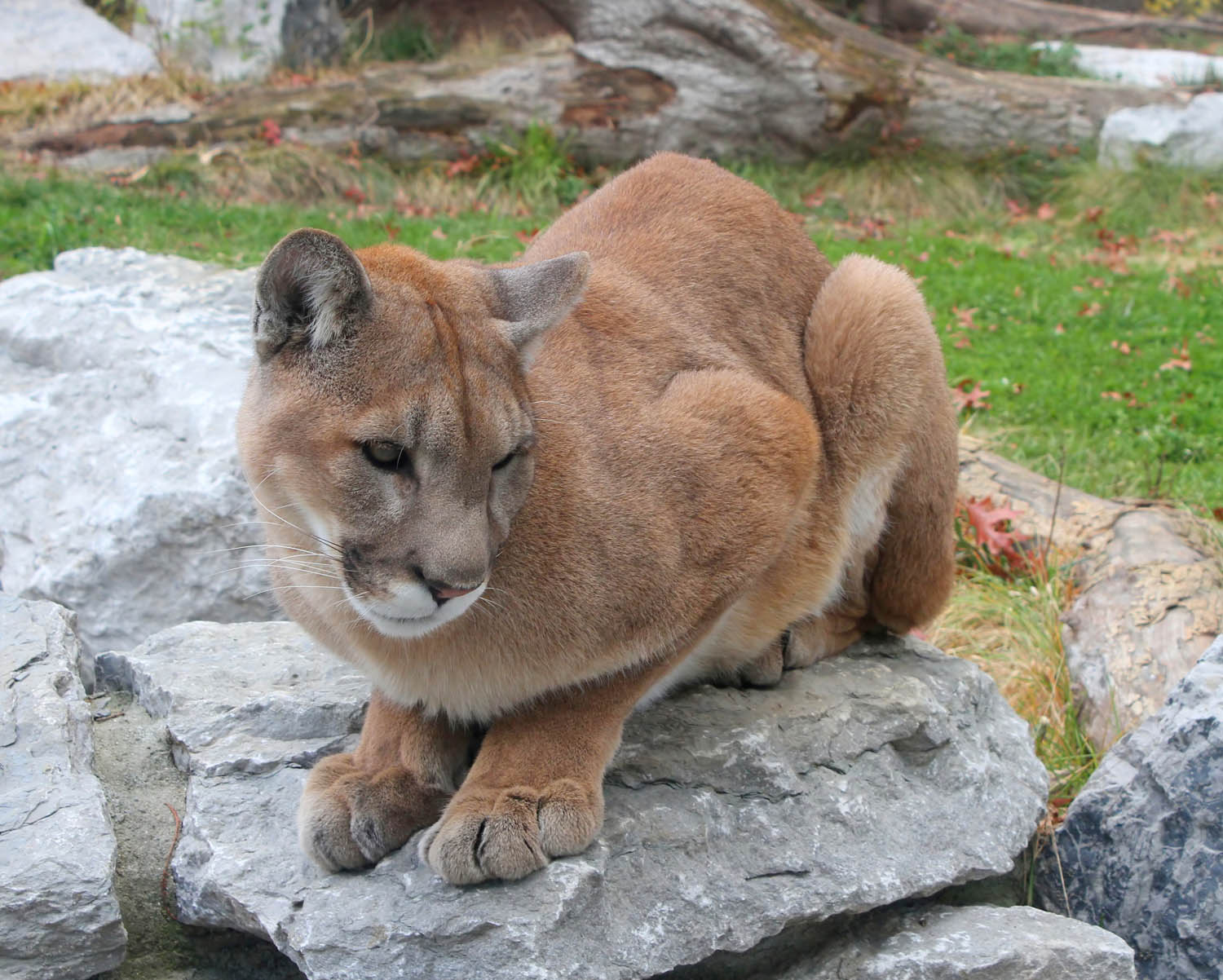 Cougars again sighted in Osoyoos, one shot, public warned ...