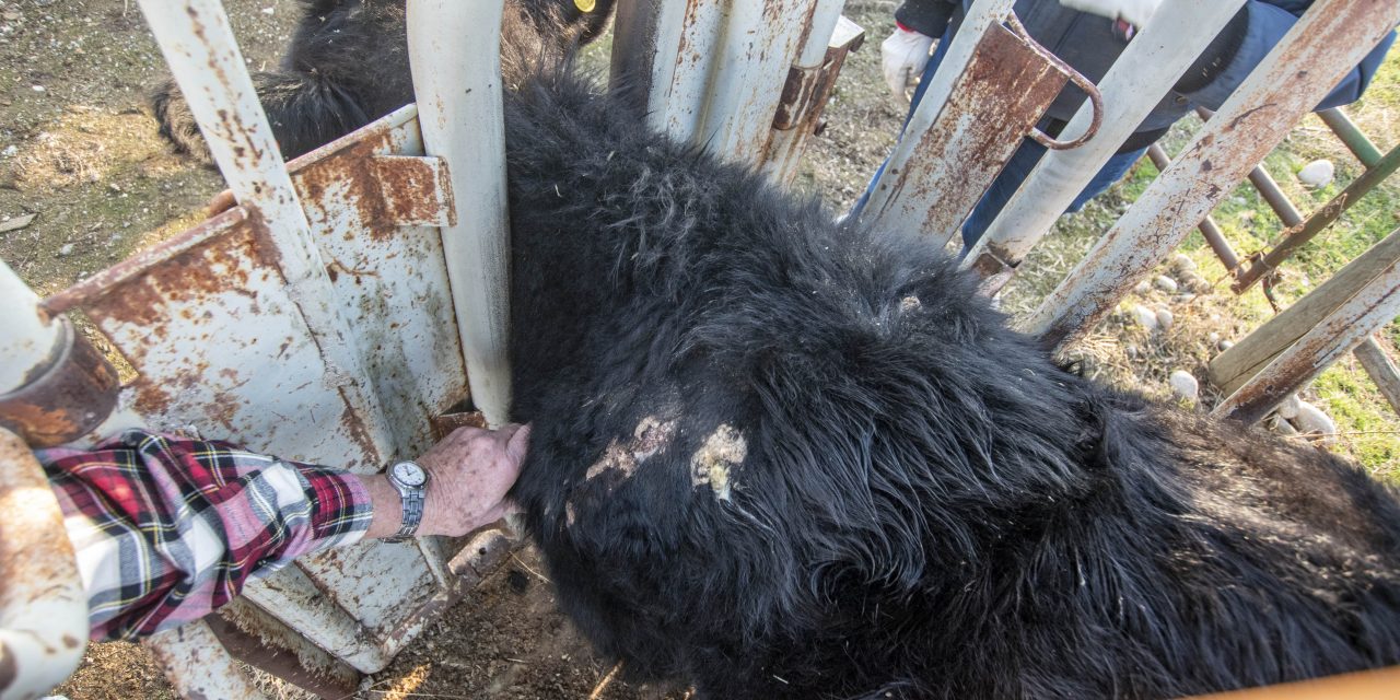 Grazing calf takes bullet - TimesChronicle.ca