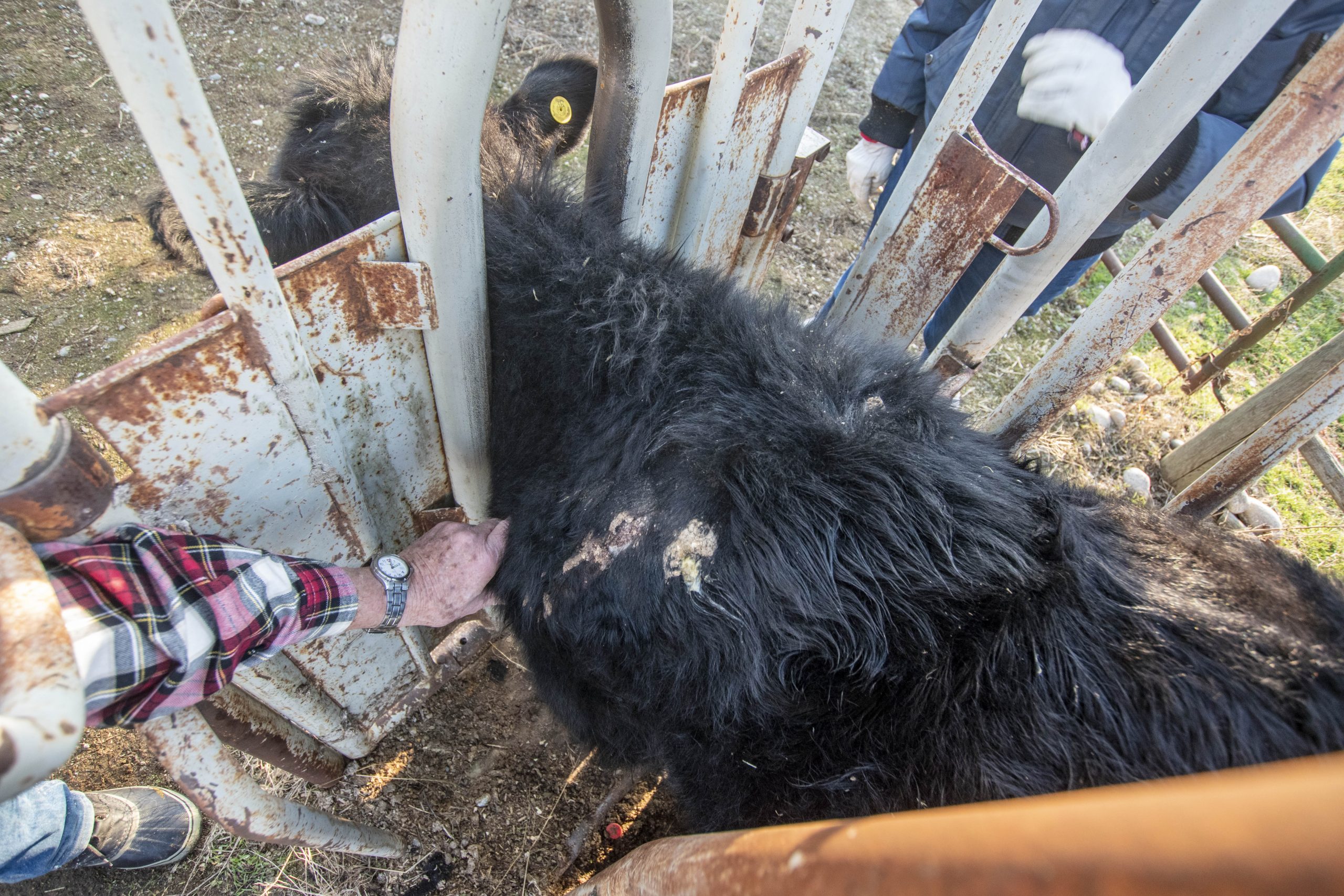 Grazing calf takes bullet - TimesChronicle.ca