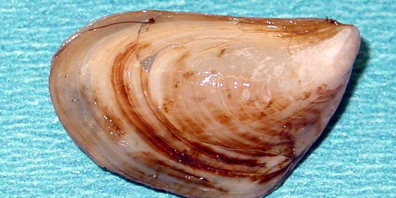 Invasive quagga mussels stopped at border by alert CBSA officer ...
