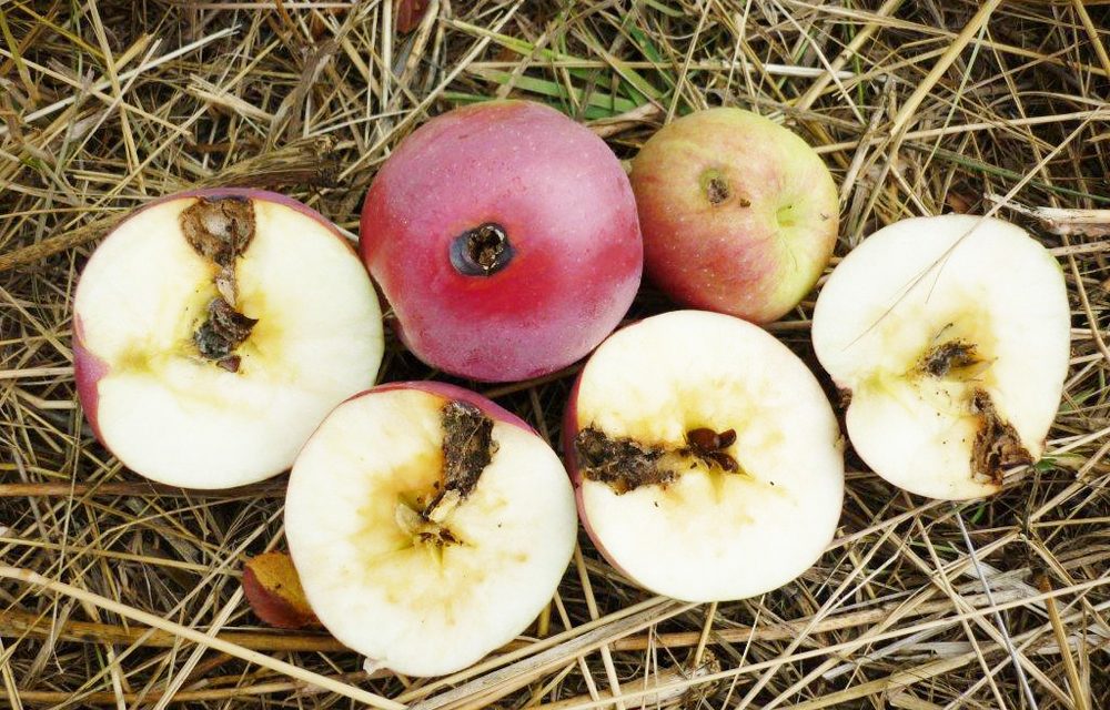 Sterile Insect Release program is nominated for international award ...