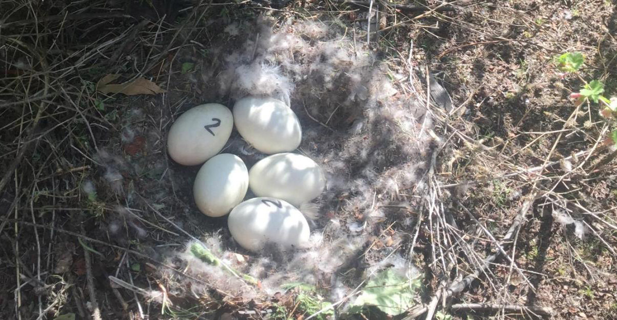 Egg addling in Oliver and Osoyoos controlling geese population ...