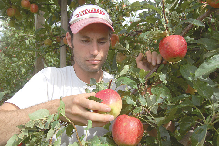 Local fruit grower sees labour challenges ahead - TimesChronicle.ca