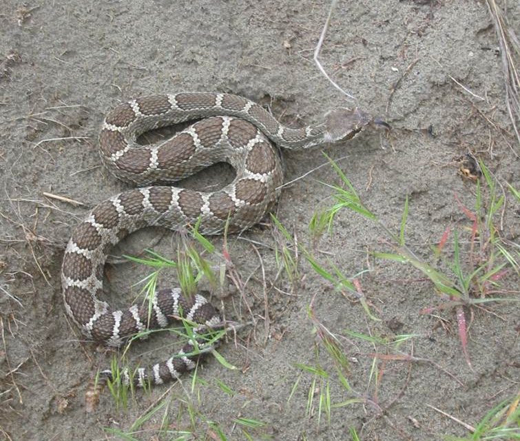 Northern Pacific Rattlesnake Bc