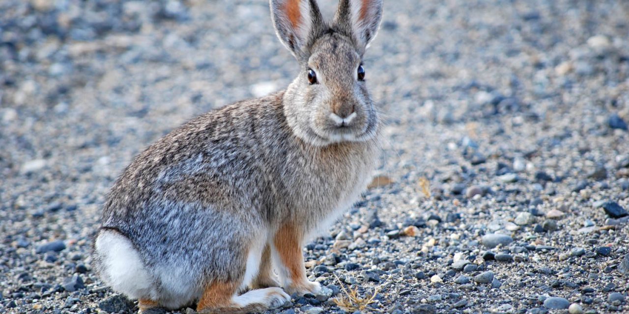 Desert Society’s Easter fundraiser celebrates local bunny ...