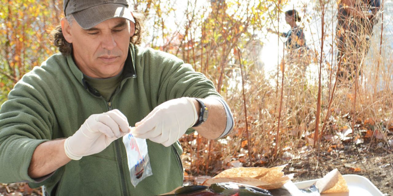 Fishery technicians, biologists work diligently to enhance salmon ...