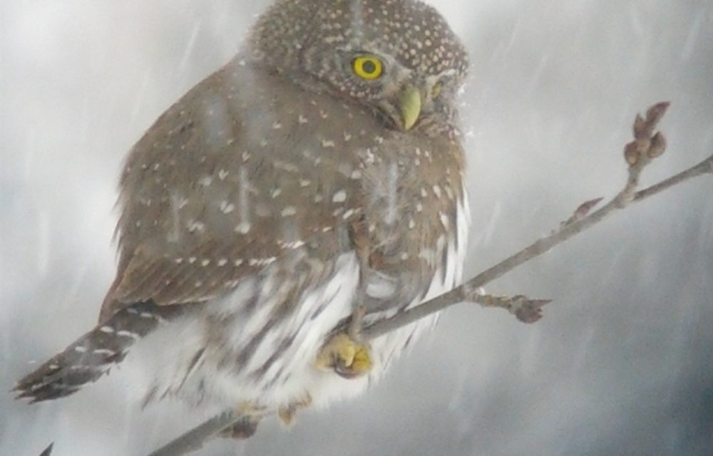 Bird enthusiasts to conduct census on New Year's Eve - TimesChronicle.ca