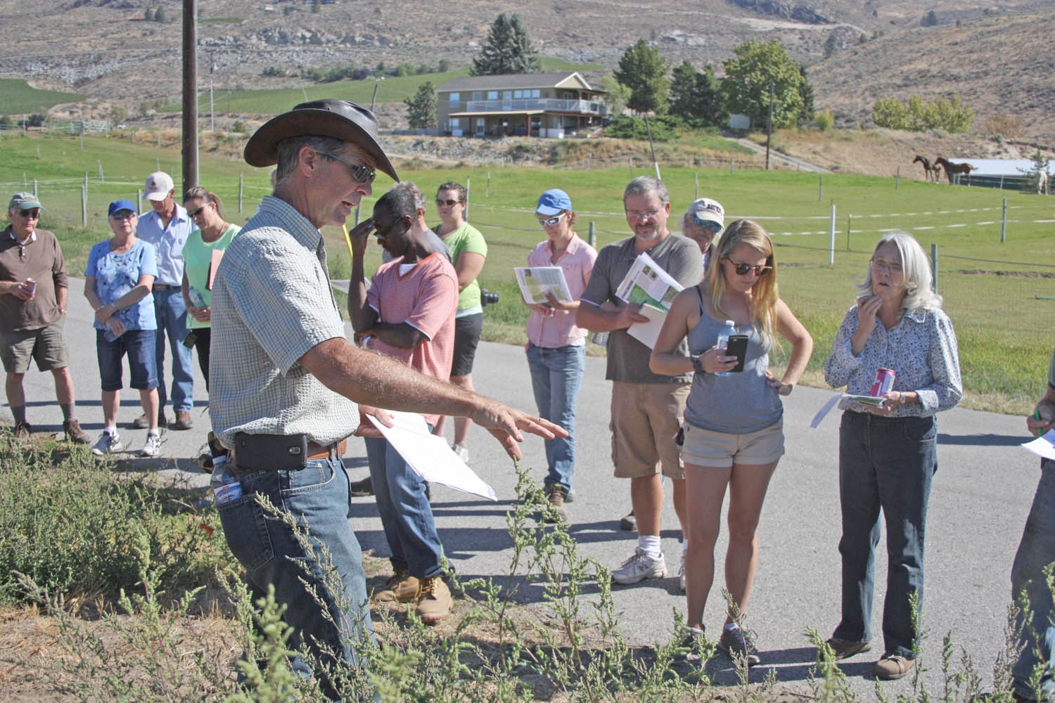 Pilot project to try and control invasive puncturevine showing some ...