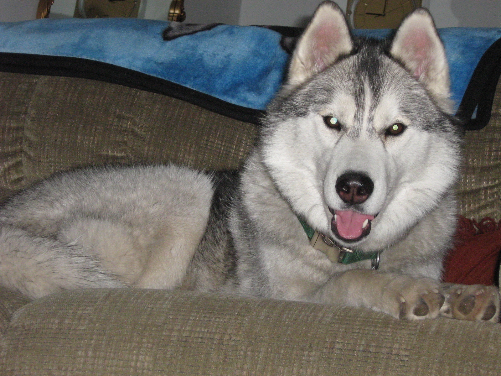 RETIRED SASKATCHEWAN COUPLE DEVASTATED BELOVED PET SIBERIAN HUSKY SHOT ...