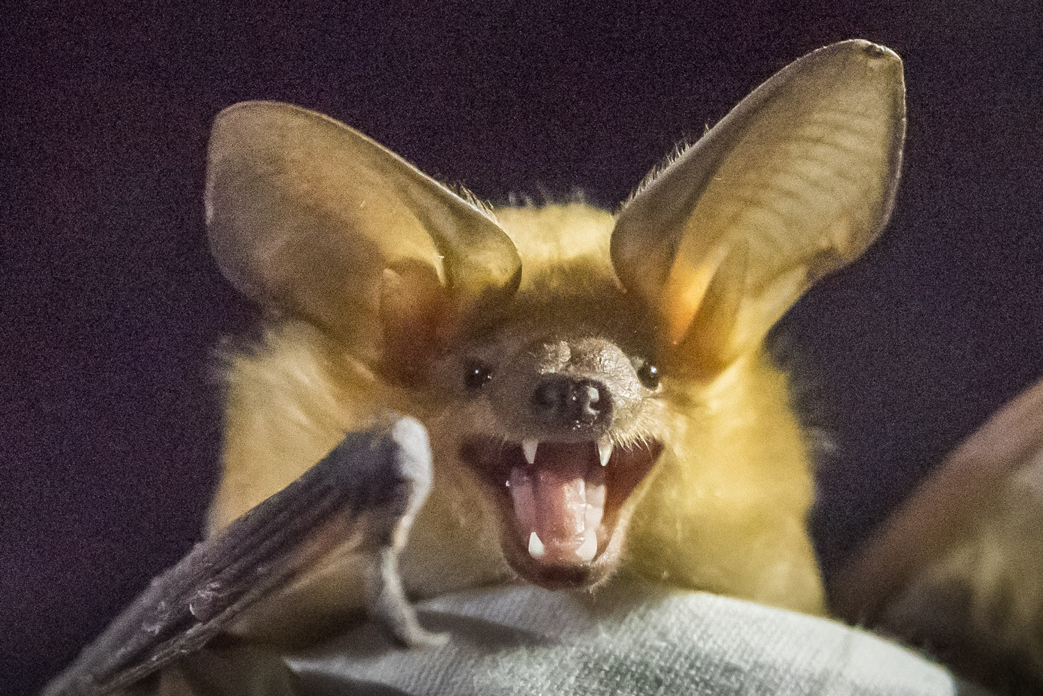 Deadly Disease That Kills Bats Making Its Way Towards The South Deadly Disease That Kills Bats Making Its Way Towards The South