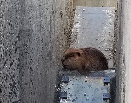 Oliver man helps save beaver from irrigation canal - TimesChronicle.ca