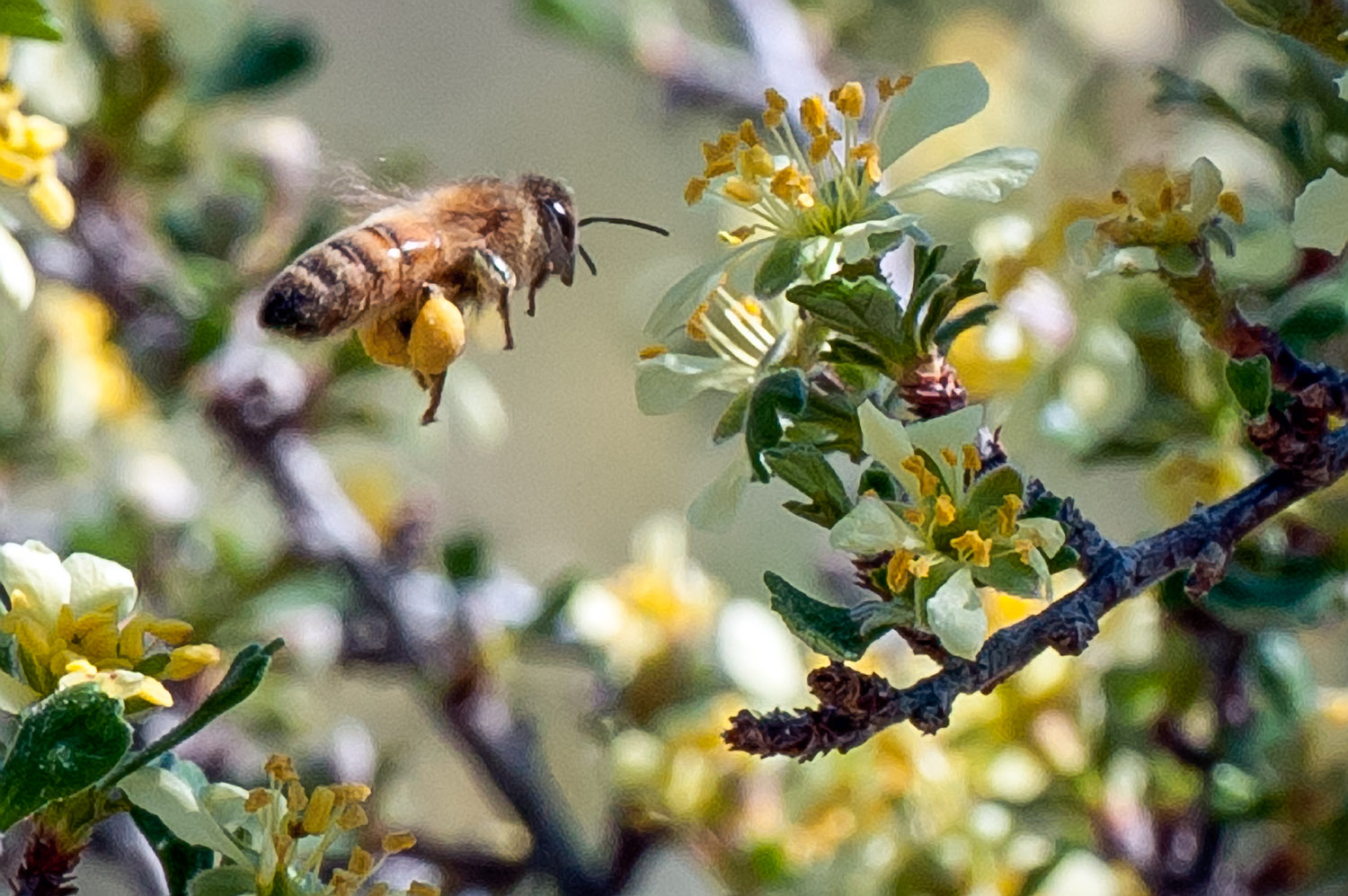 Desert Centre blooms as it kicks off season - TimesChronicle.ca