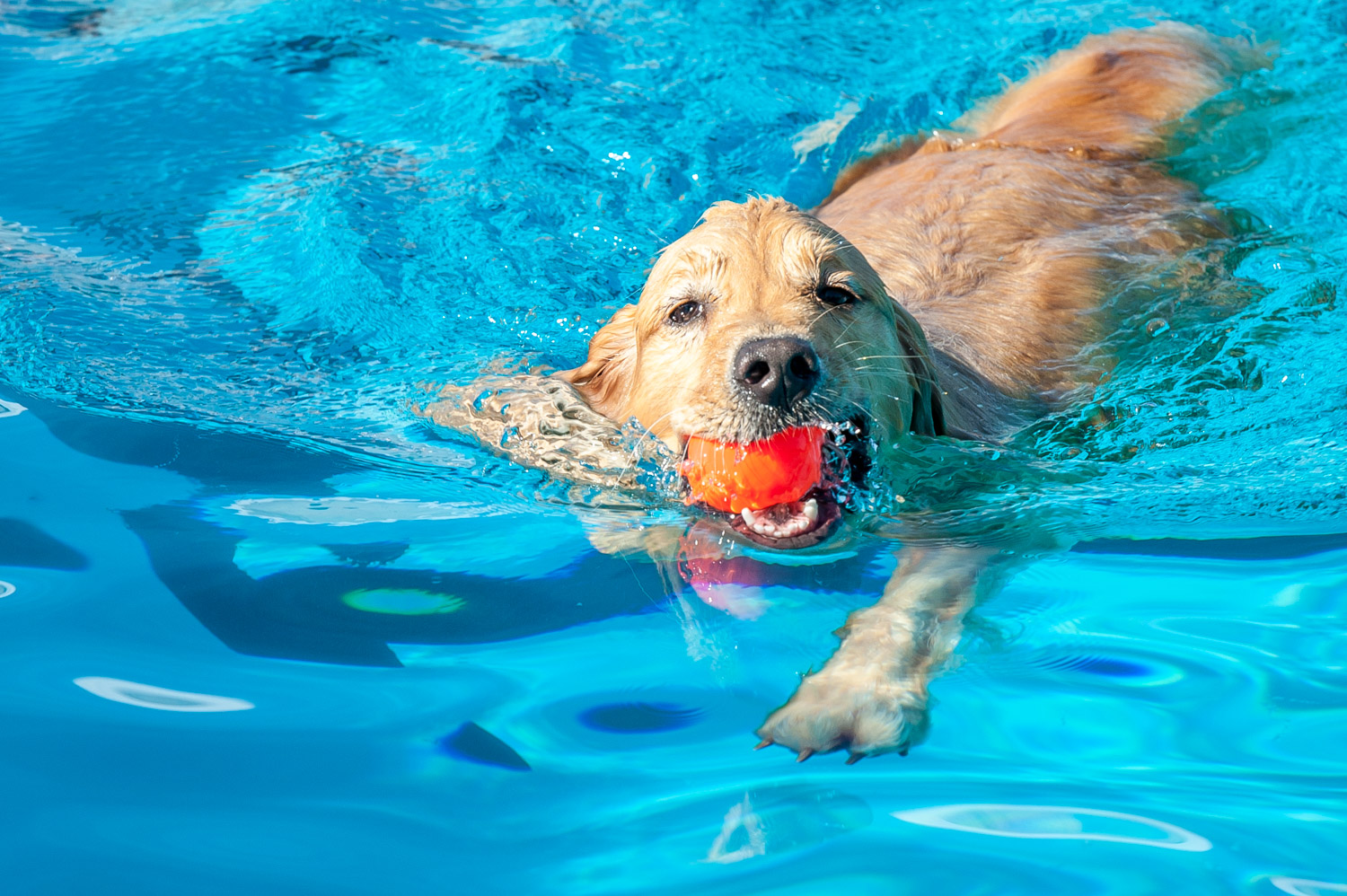 Oliver pool goes to the dogs - TimesChronicle.ca