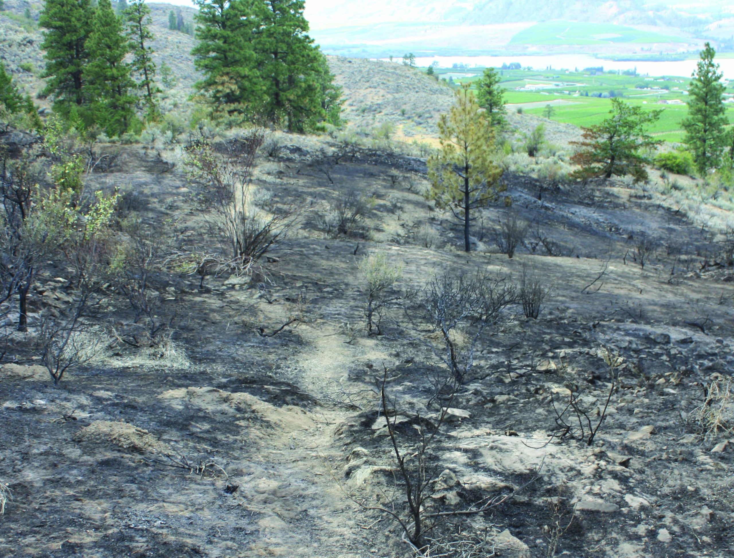 STRAWBERRY CREEK FOREST FIRE SCORCHES 3.1 HECTARES - TimesChronicle.ca