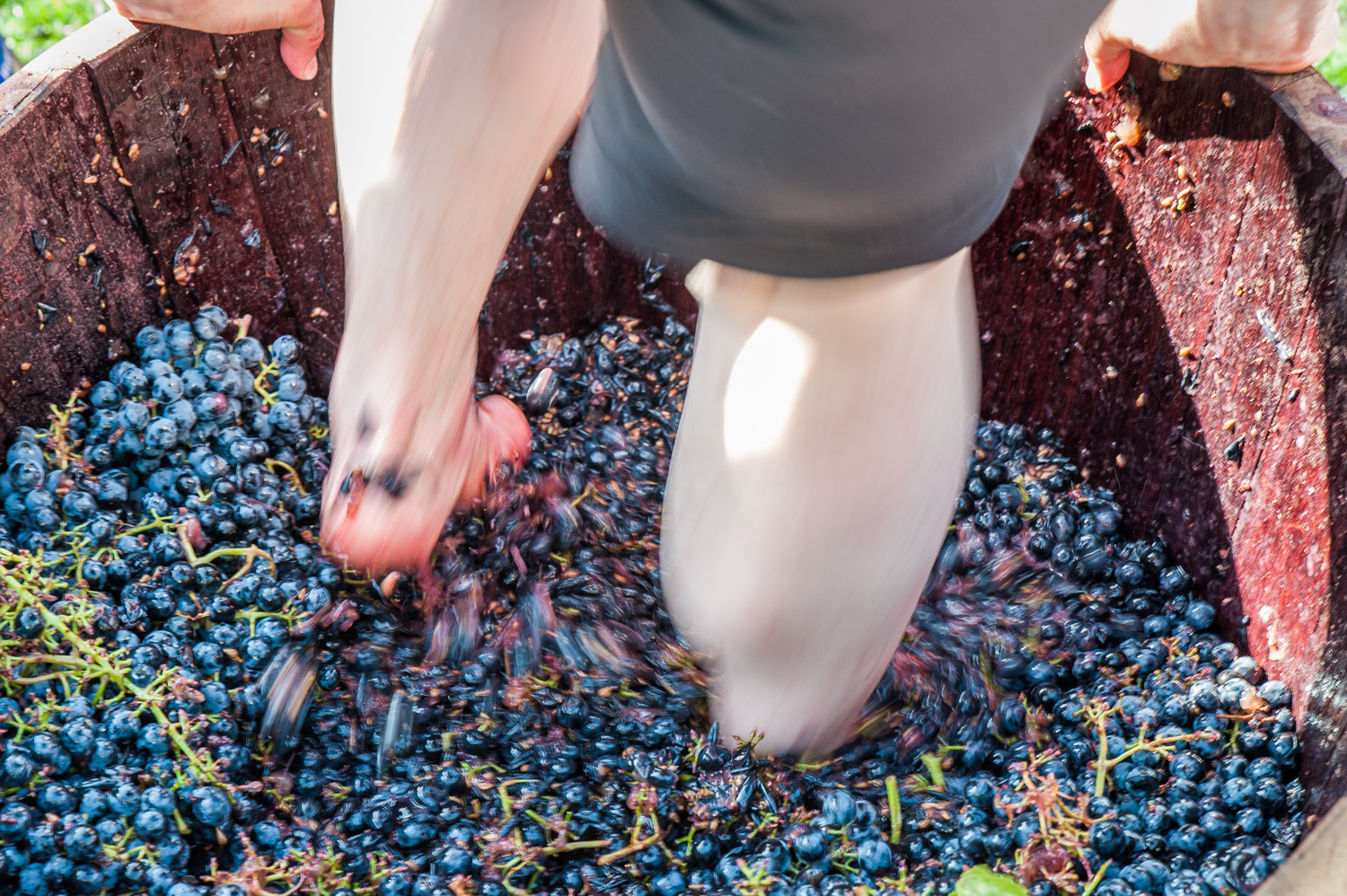 Wine flows as large crowd turns out for Festival of the Grape ...