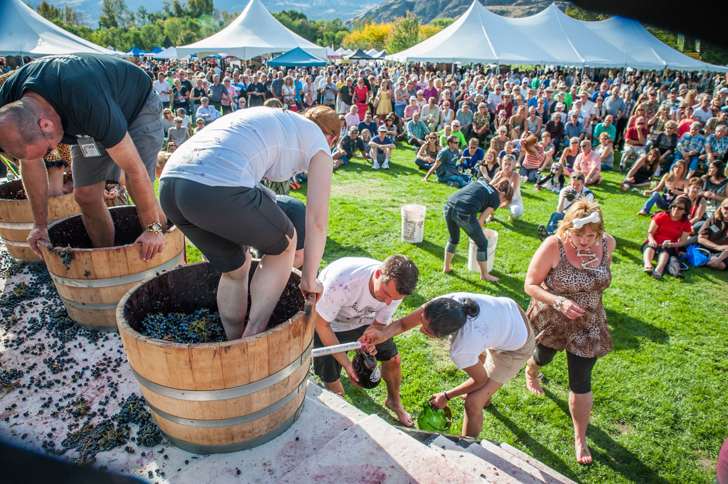 Festival of the Grape is nothing to wine about - TimesChronicle.ca