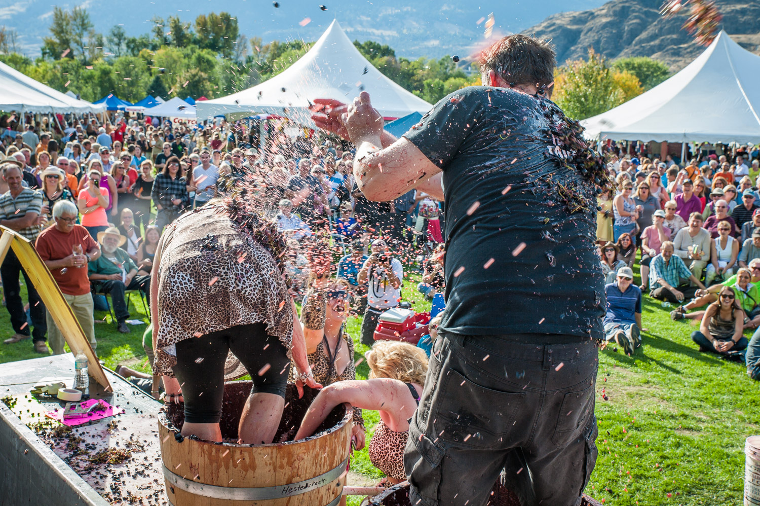 Festival of the Grape is nothing to wine about - TimesChronicle.ca