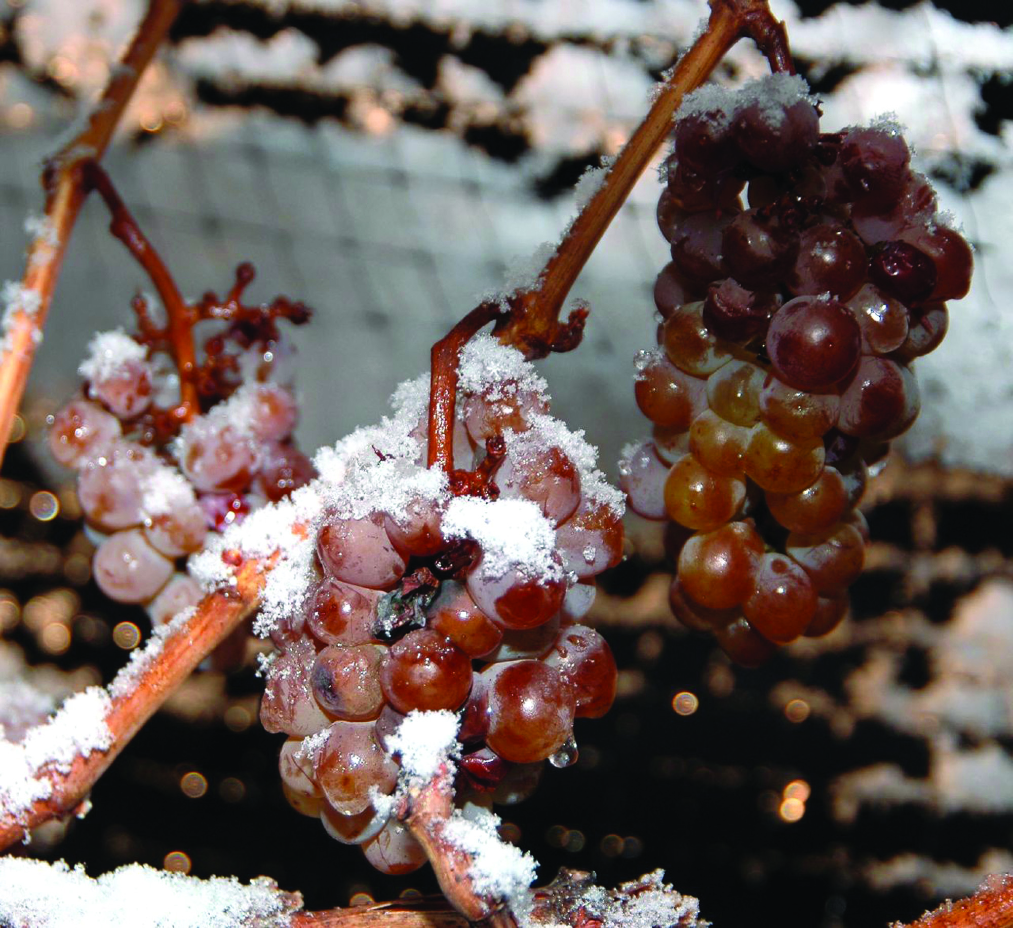 COLD TEMPERATURES ALLOW FOR LONG-AWAITED ICE WINE HARVEST ...
