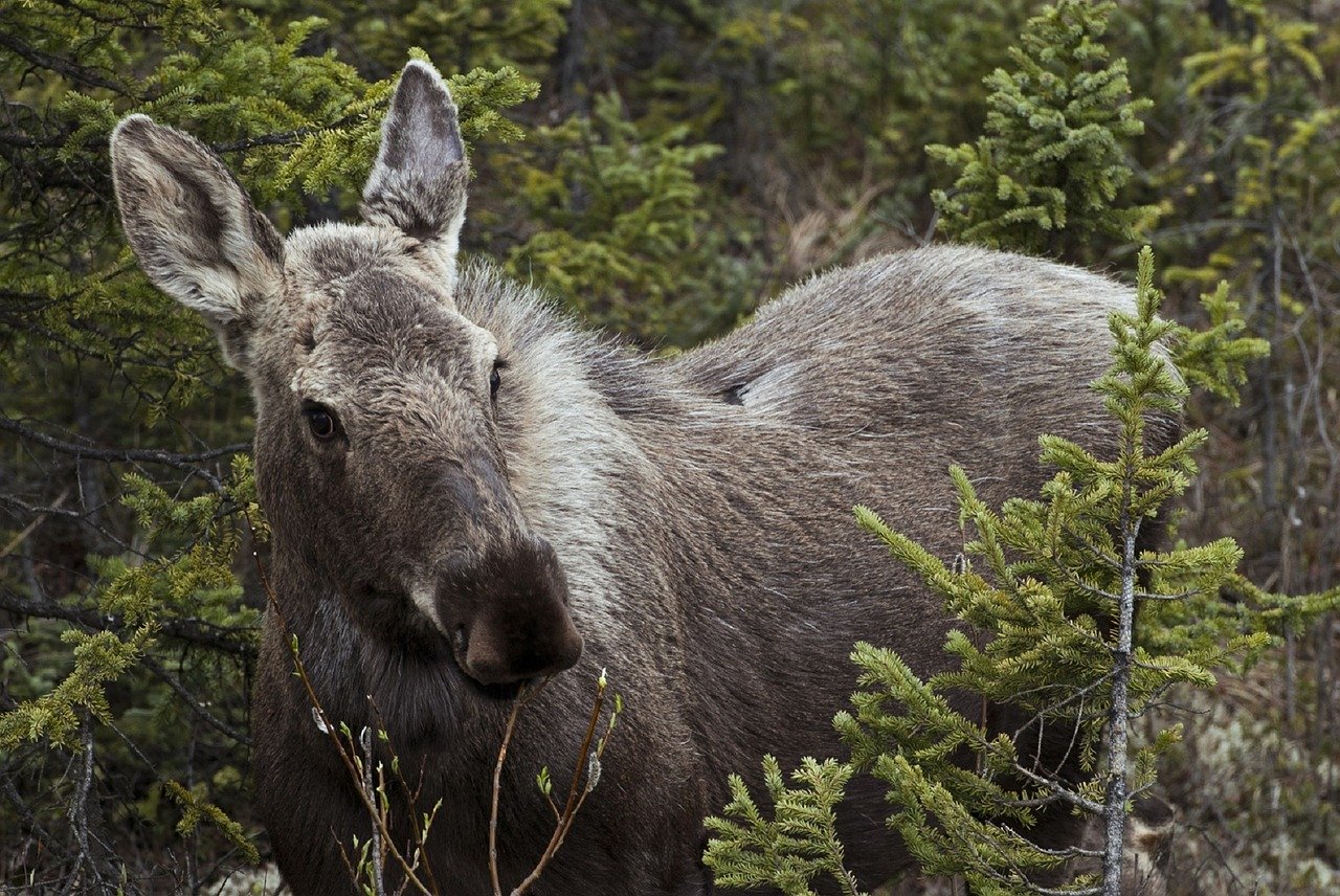 Keremeos RCMP save snared moose - TimesChronicle.ca