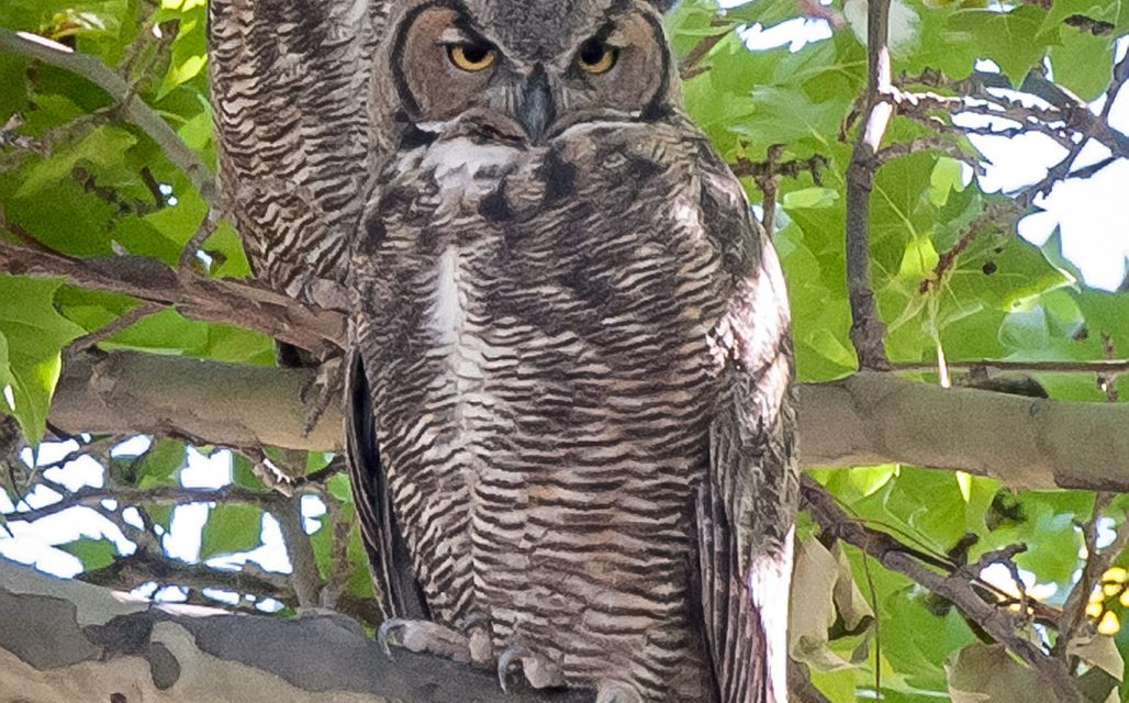 Whooooo’s in town? - TimesChronicle.ca