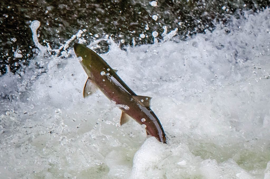 Okanagan Nation food fishery begins at sx̌ʷəx̌ʷnitkʷ (Okanagan Falls ...