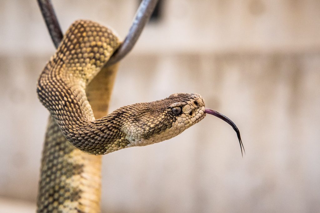 Rattlesnakes maligned and misunderstood, says biologist - TimesChronicle.ca