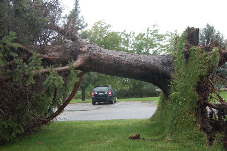 Tree nearly crushes home during storm - TimesChronicle.ca