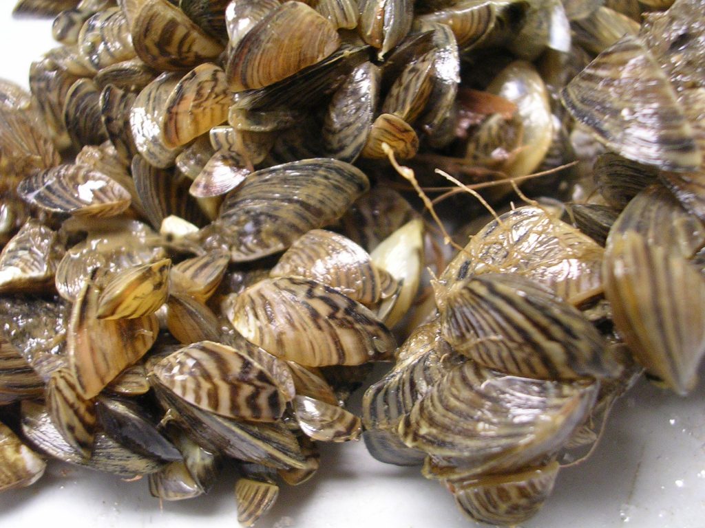 Inspections find 15 boats entering B.C. with adult invasive mussels ...